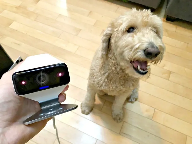 Where's Fido? How to Spy on Your Dog When You're Away